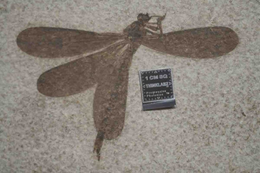 Micro Abrasive Processing for Fossils Restoration - Crystal Mark Micro ...