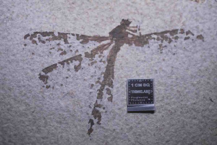 Micro Sandblasting for Fossils Restoration & Paleo Applications